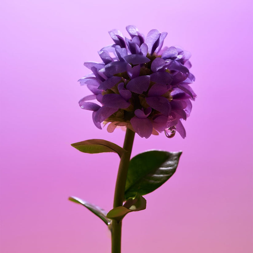 Bakuchiol Plumping Serum – EQQUALBERRY